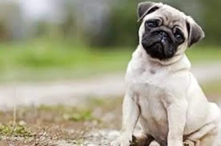 ¿Qué es un Pug y cómo cuidarlo? – ABC Color – Informadogs